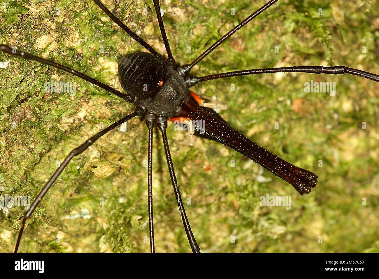 Jawed jaws hi-res stock photography and images - Alamy