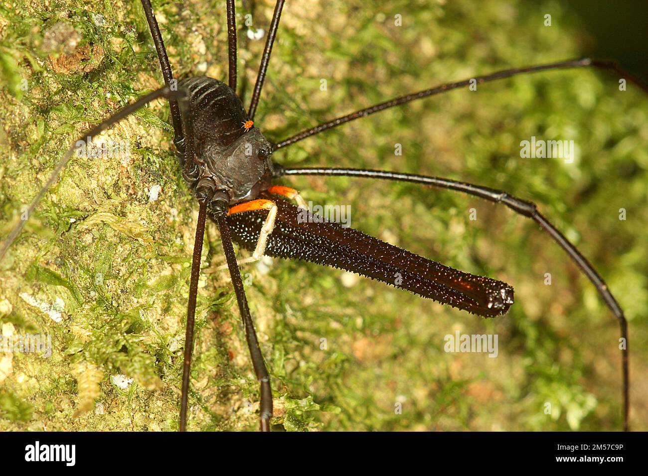 Neopilionidae hi-res stock photography and images - Alamy