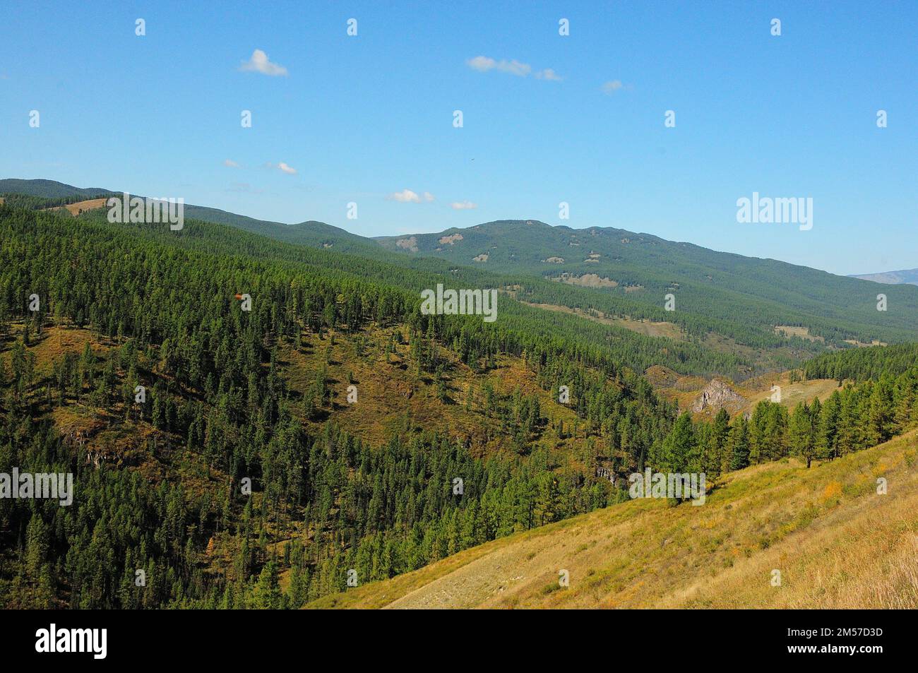 Gentle slopes of high mountains overgrown with coniferous forest on a ...