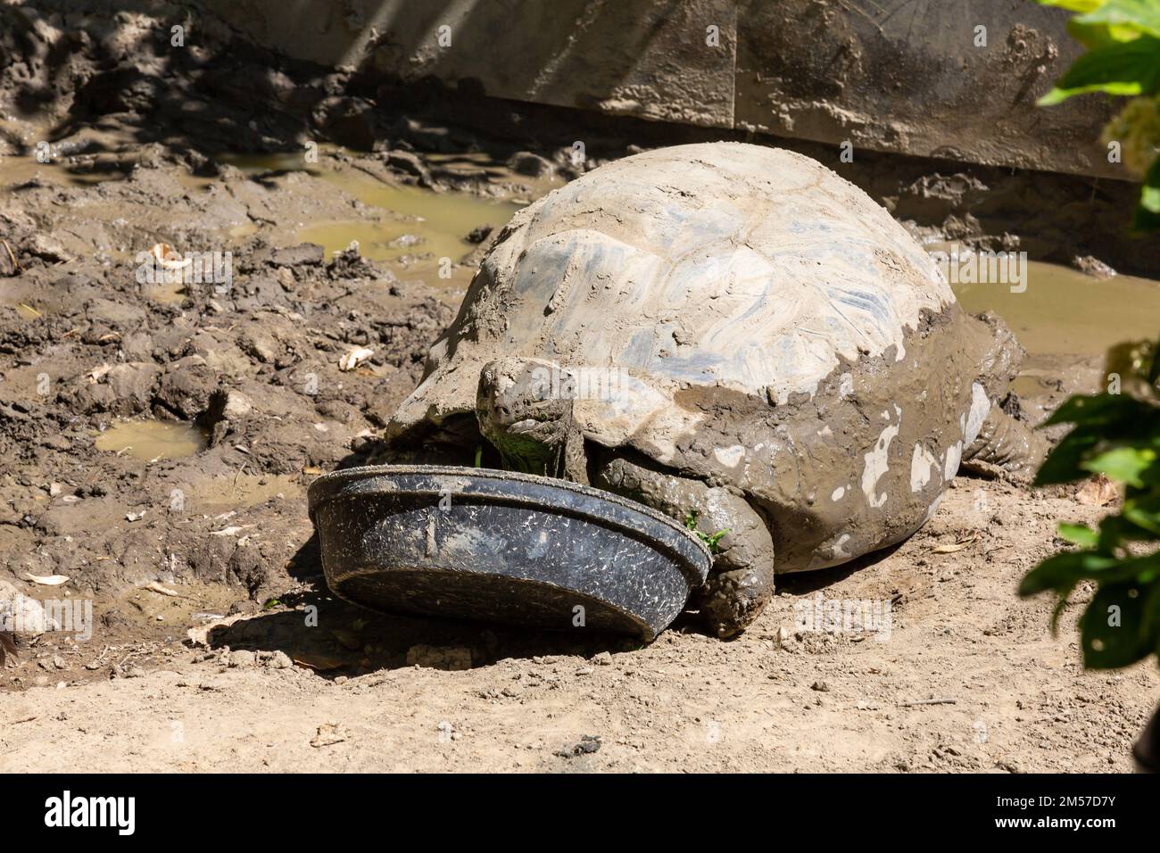 Turtles of indiana hi-res stock photography and images - Alamy