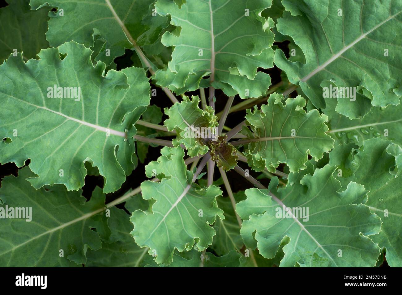 close-up of cabbage plant with green leaves, easy to grow leafy green ...