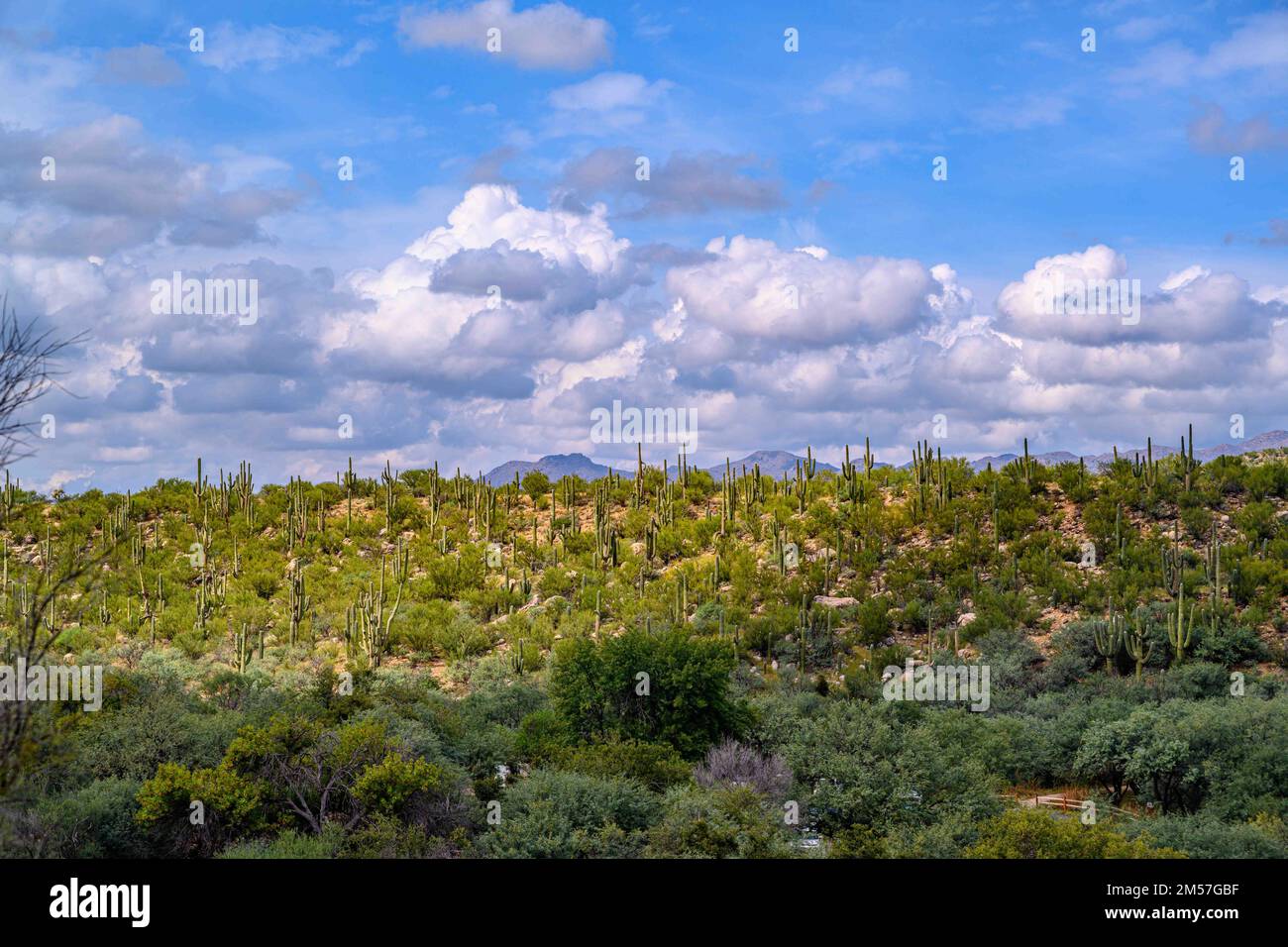 Catalina state park in tucson hi-res stock photography and images - Alamy