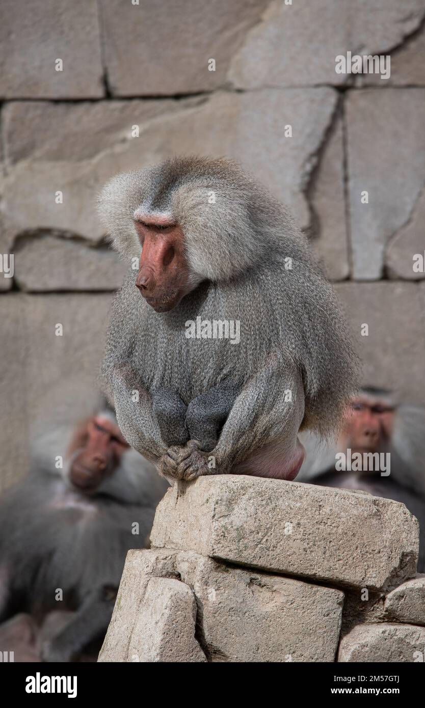 A baboon sitting on top of stocked bricks against blurred baboons and a ...