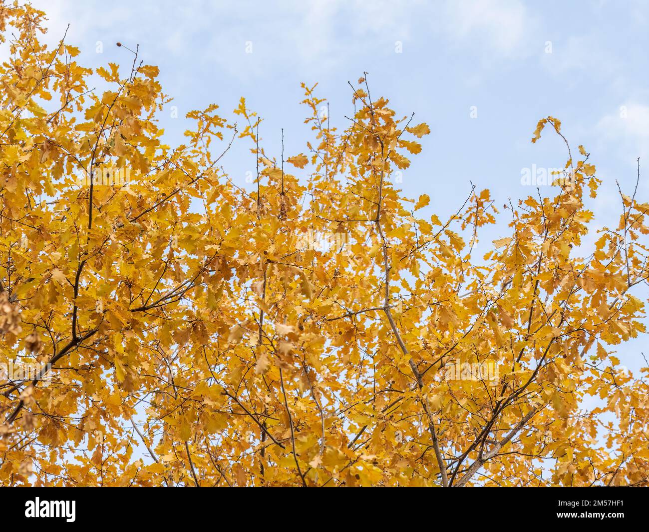 Oak branches with yellow leaves in autumn park. Bright yellow and ...