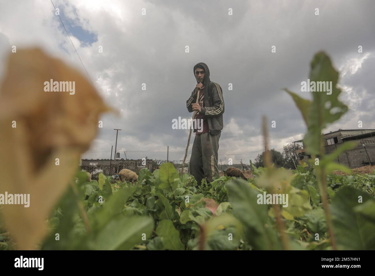 Palestine slums hi-res stock photography and images - Alamy