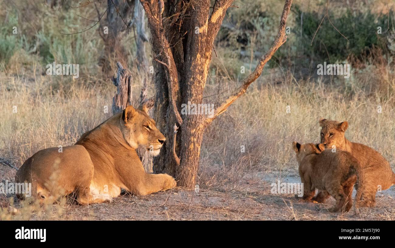 Lioness and cubs under a tree on the African savannah Stock Photo - Alamy