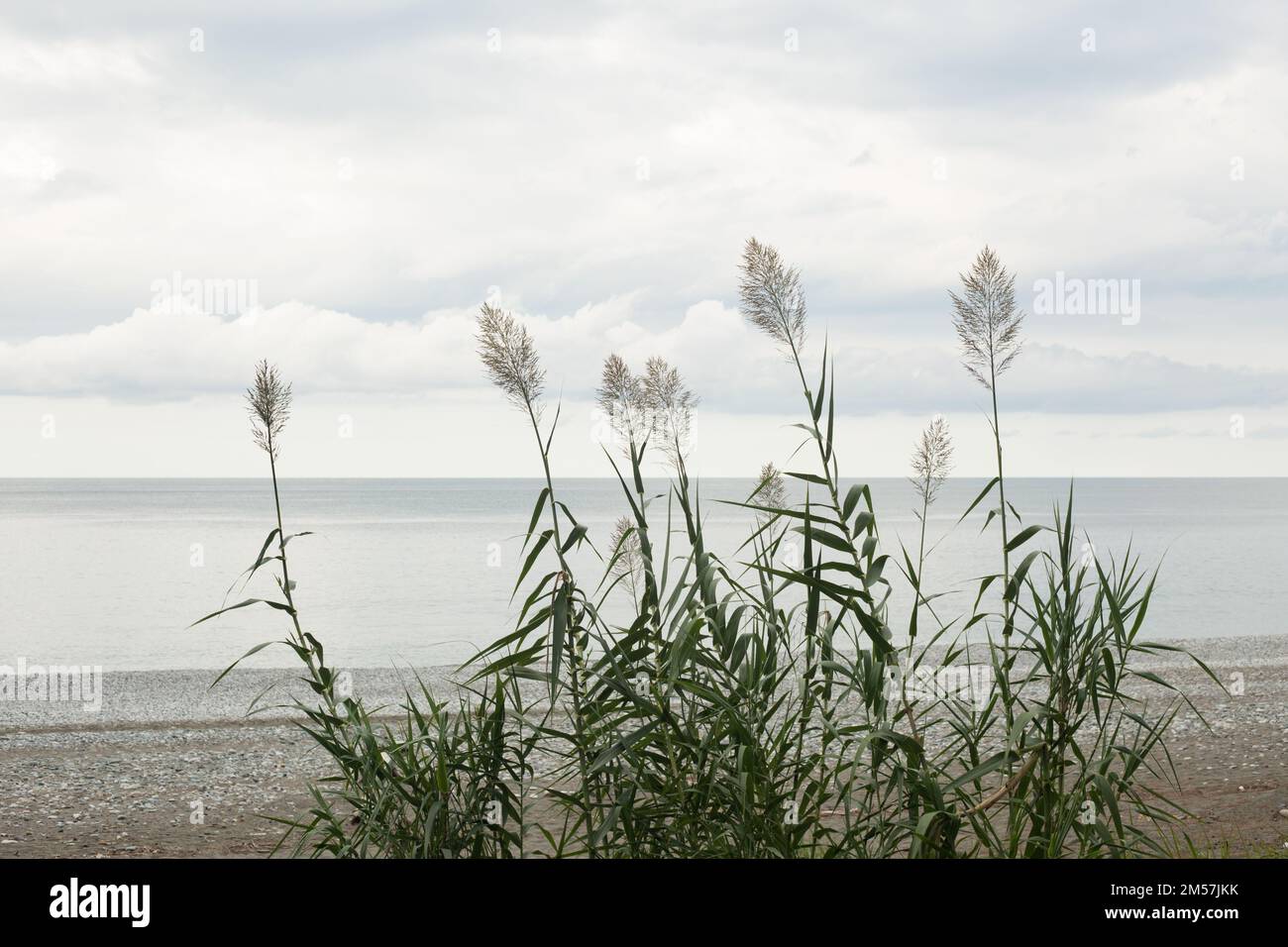 Flowering bamboo hi-res stock photography and images - Alamy