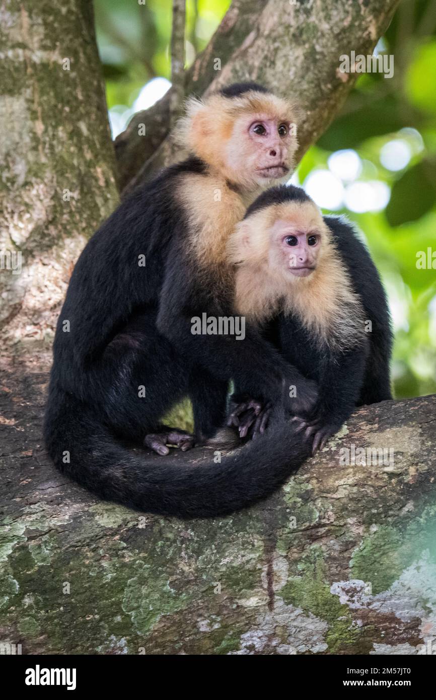 Capuchin monkey (White-Faced) at Manuel Antonio National Park in Costa ...