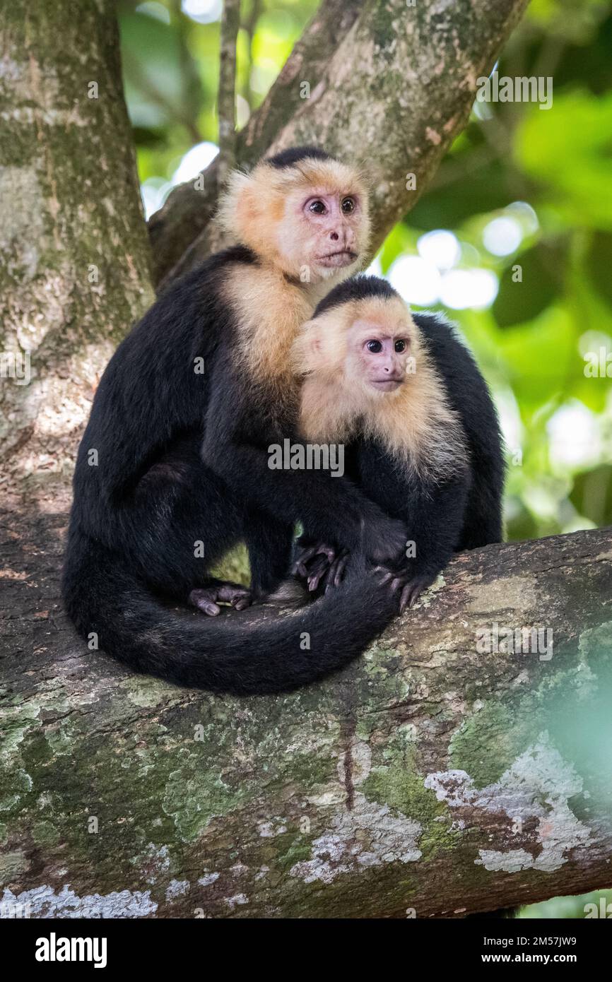 Capuchin monkey (White-Faced) at Manuel Antonio National Park in Costa ...