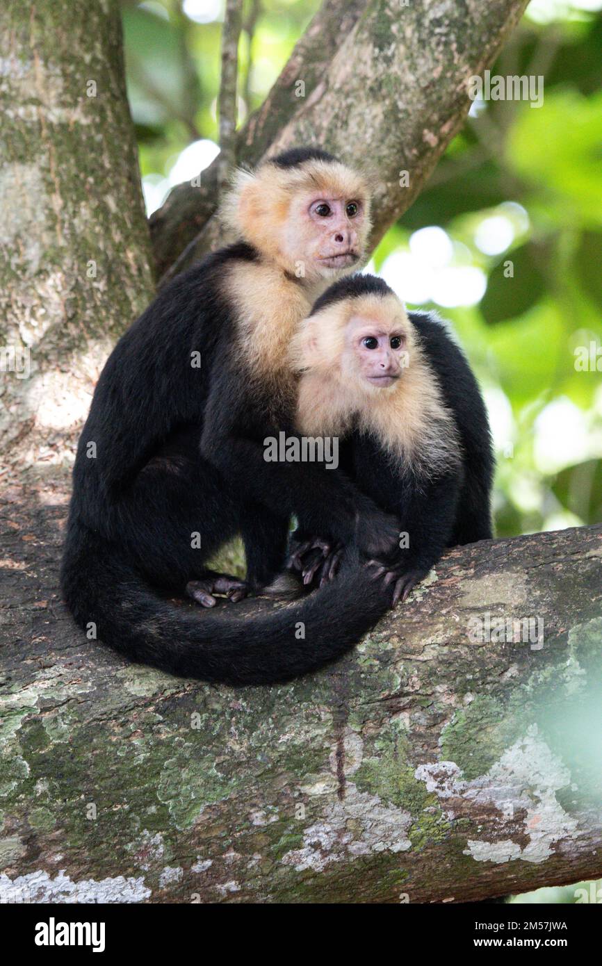 Capuchin monkey (White-Faced) at Manuel Antonio National Park in Costa ...