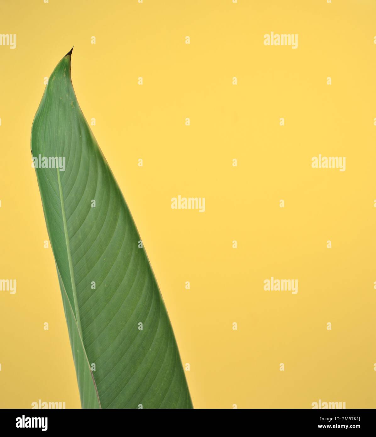 Tropical green leaf botanic fresh plant against neutral yellow earthy ...