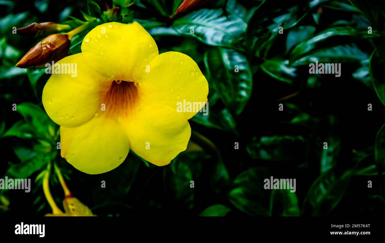 beautiful yellow Allamanda cathartica flower Stock Photo - Alamy