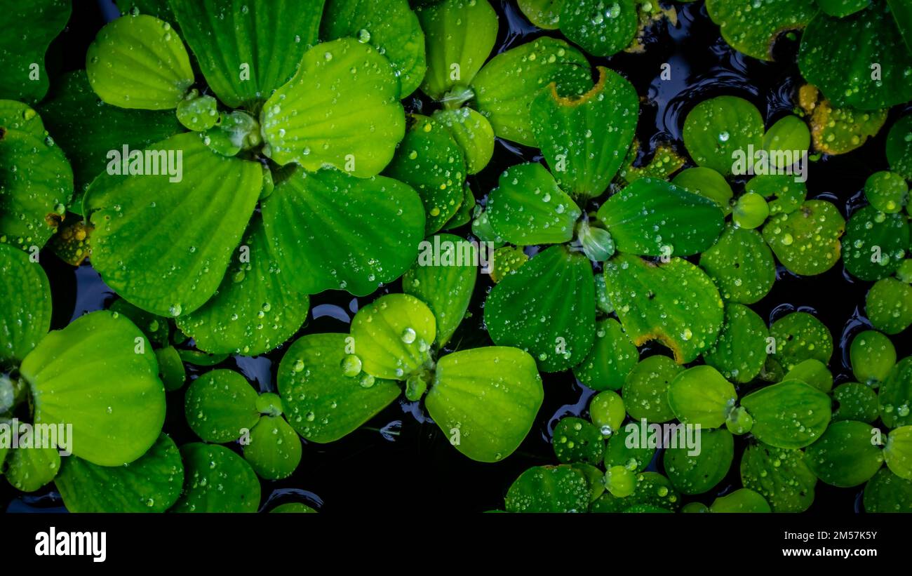 Pistia Stratiotes plants floating on the water Stock Photo - Alamy