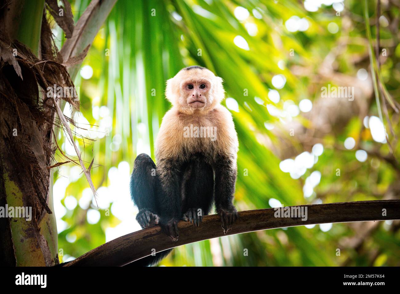 Costa rica white faced capuchin hi-res stock photography and images - Alamy