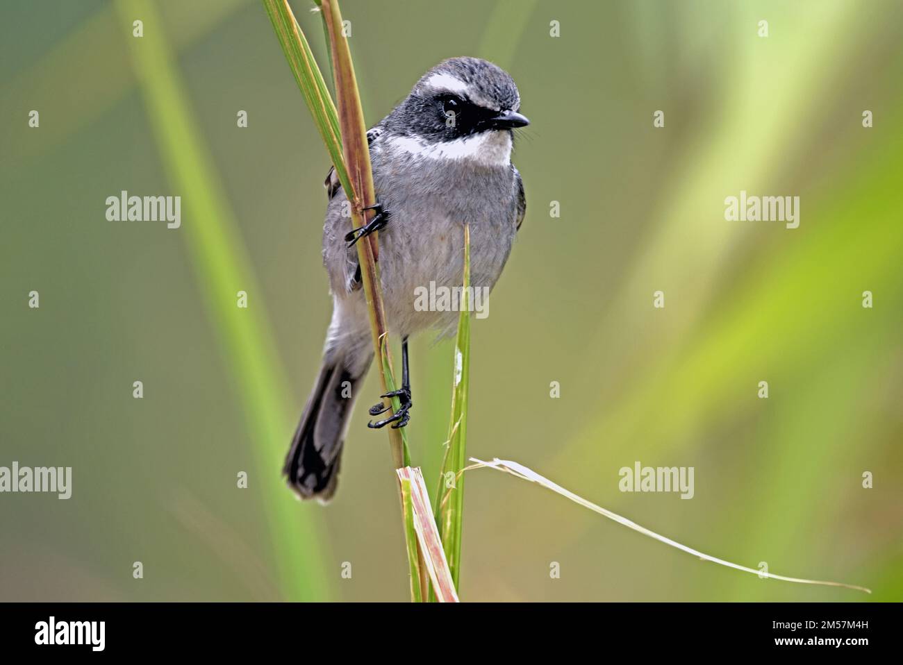 A male Grey Bushchat (Saxicola ferrea) perched on a grass stem in the ...