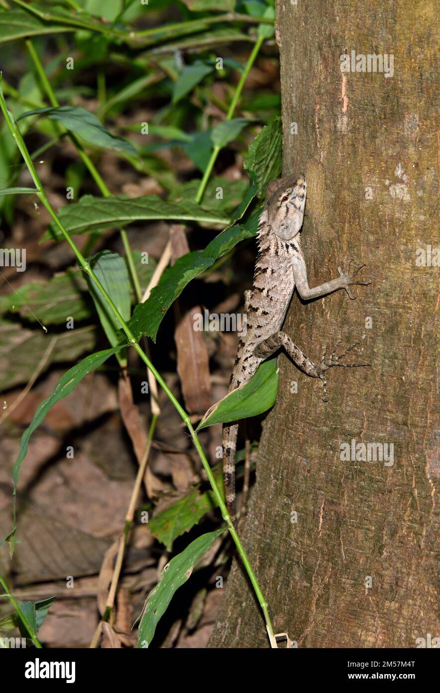 A Changeable Crested Lizard (Calotes versicolor) on the trunk of a tree ...