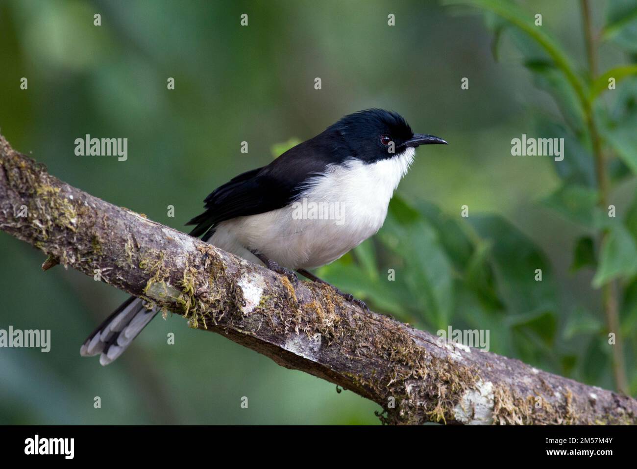 A Black-backed Sibia (Heterophasia melanoleuca) perched on a small ...