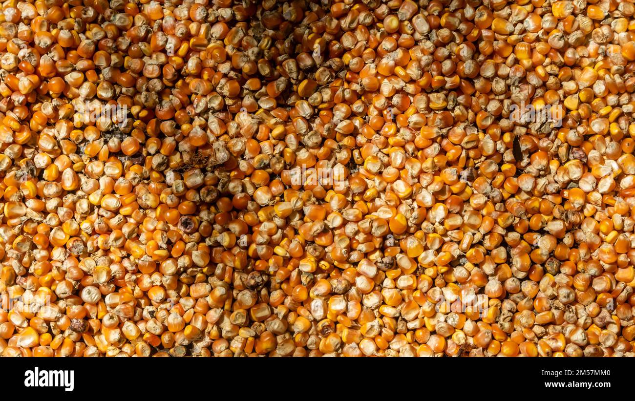 pile of corn kernels as background Stock Photo - Alamy