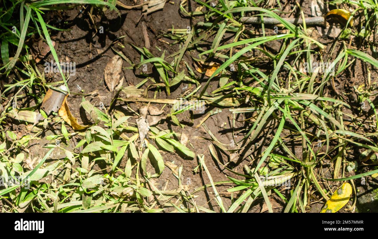 land with wild plants as background Stock Photo - Alamy
