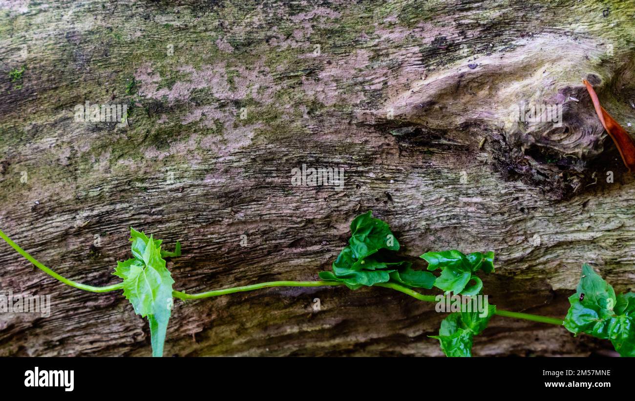 Mossy wood texture as background Stock Photo - Alamy