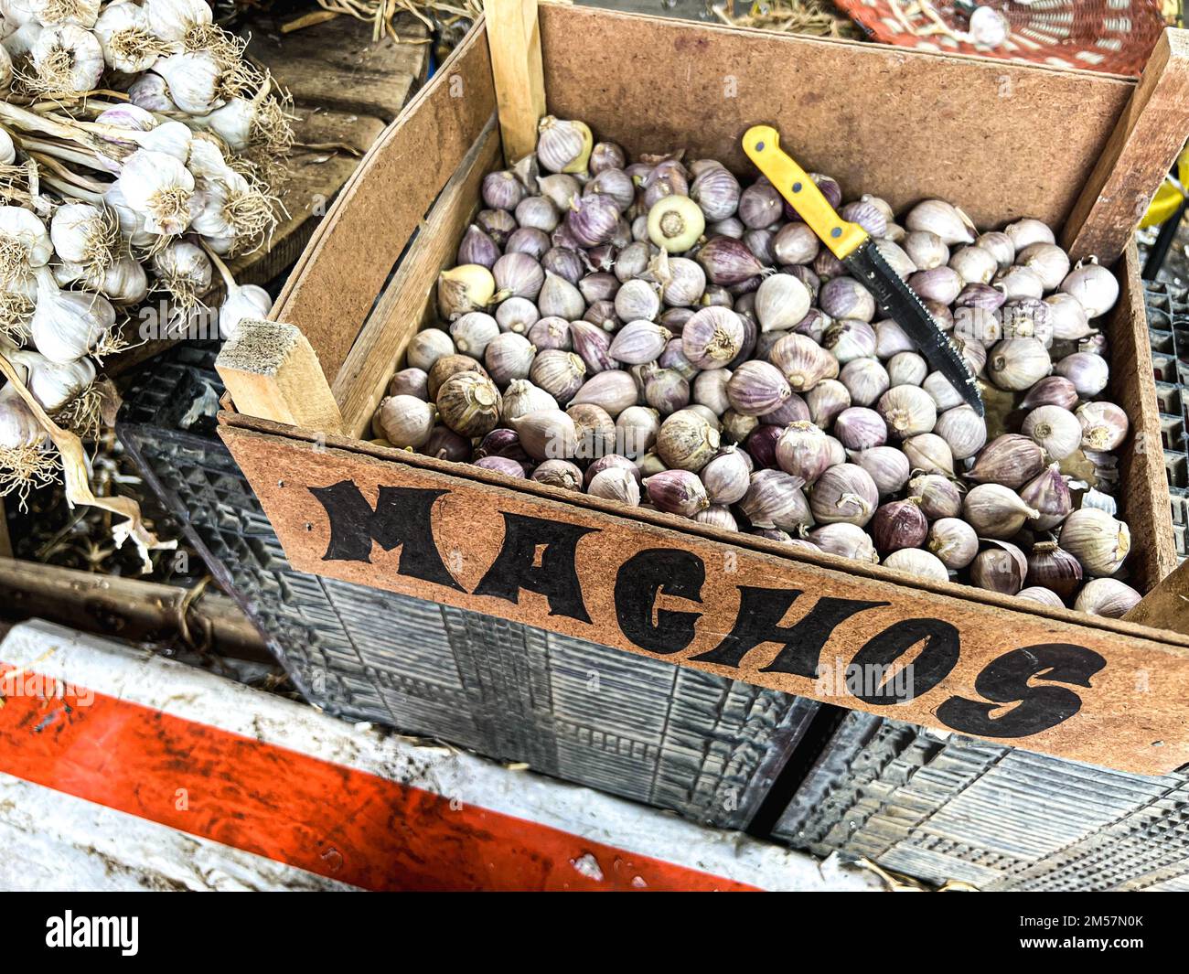 Bunches of garlic at a market in Oaxaca, Mexico Stock Photo - Alamy