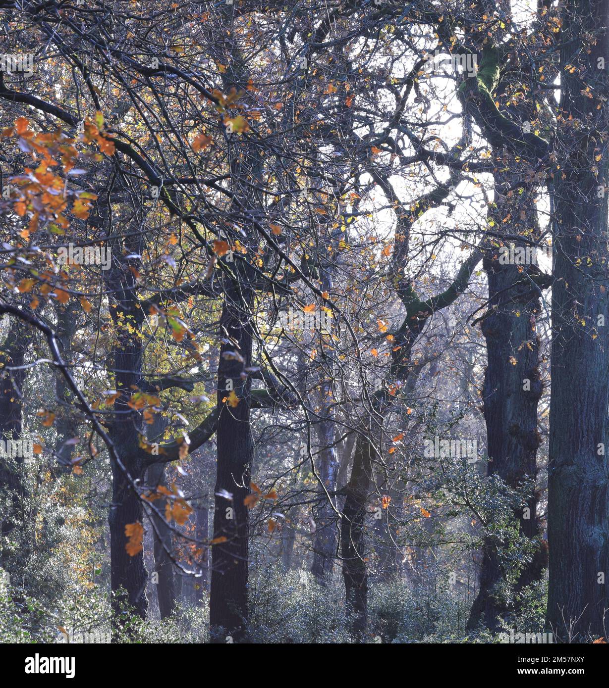 A vertical shot of leafless trees in Sutton park, Birmingham, UK Stock ...