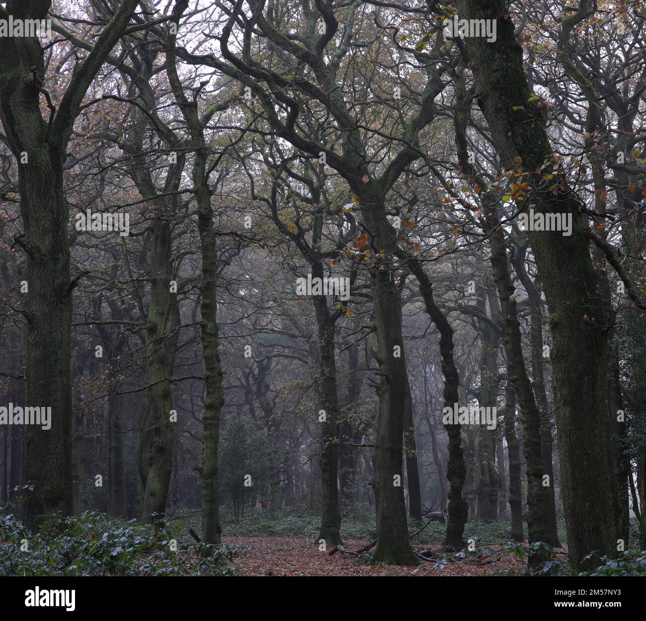 Birmingham woods hi-res stock photography and images - Alamy