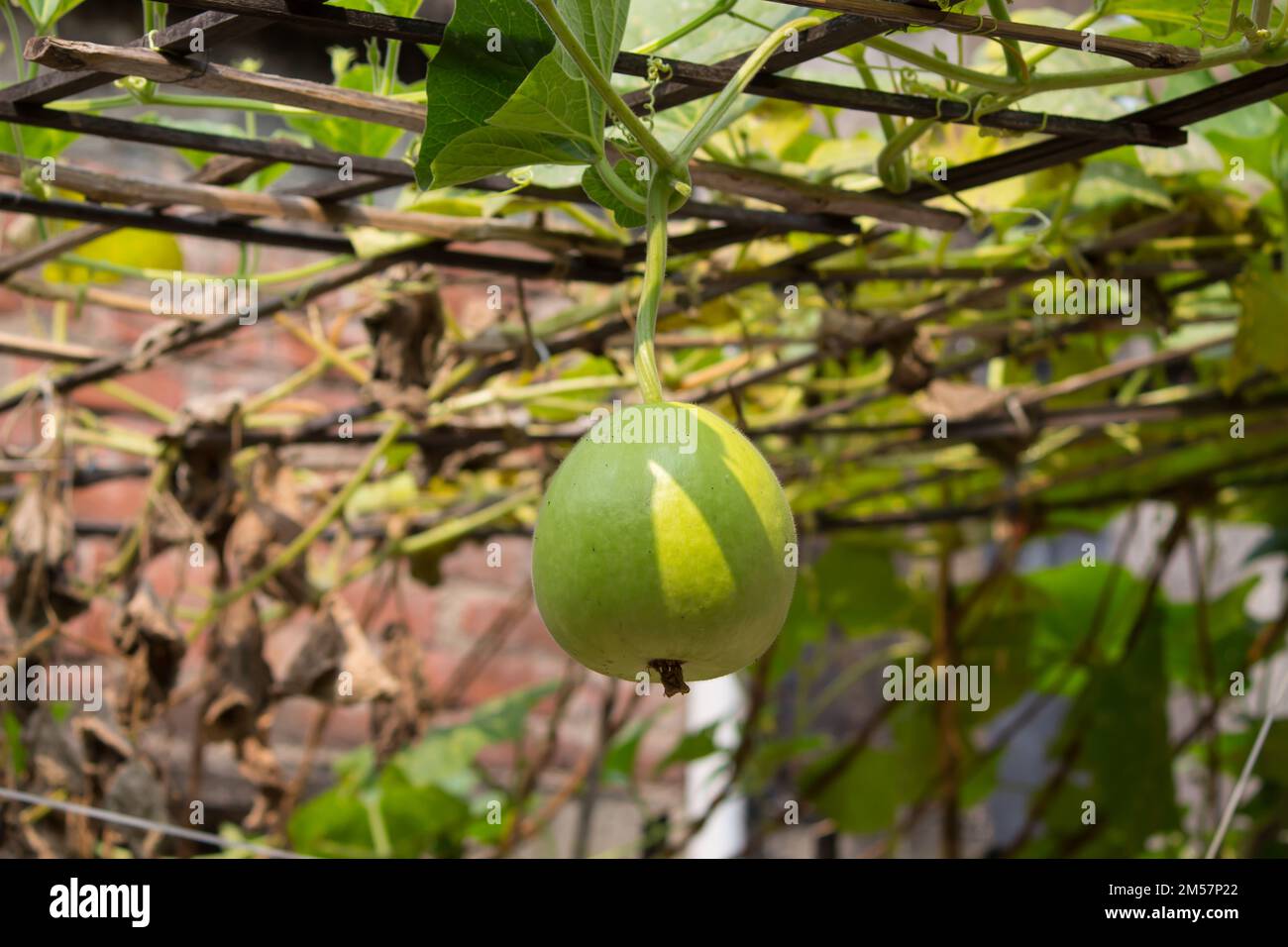round shaped green bottle gourd hanging from garden frame Stock Photo ...