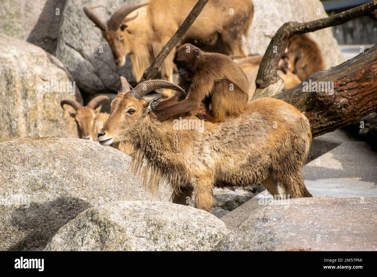 Monkey and goat hi-res stock photography and images - Alamy