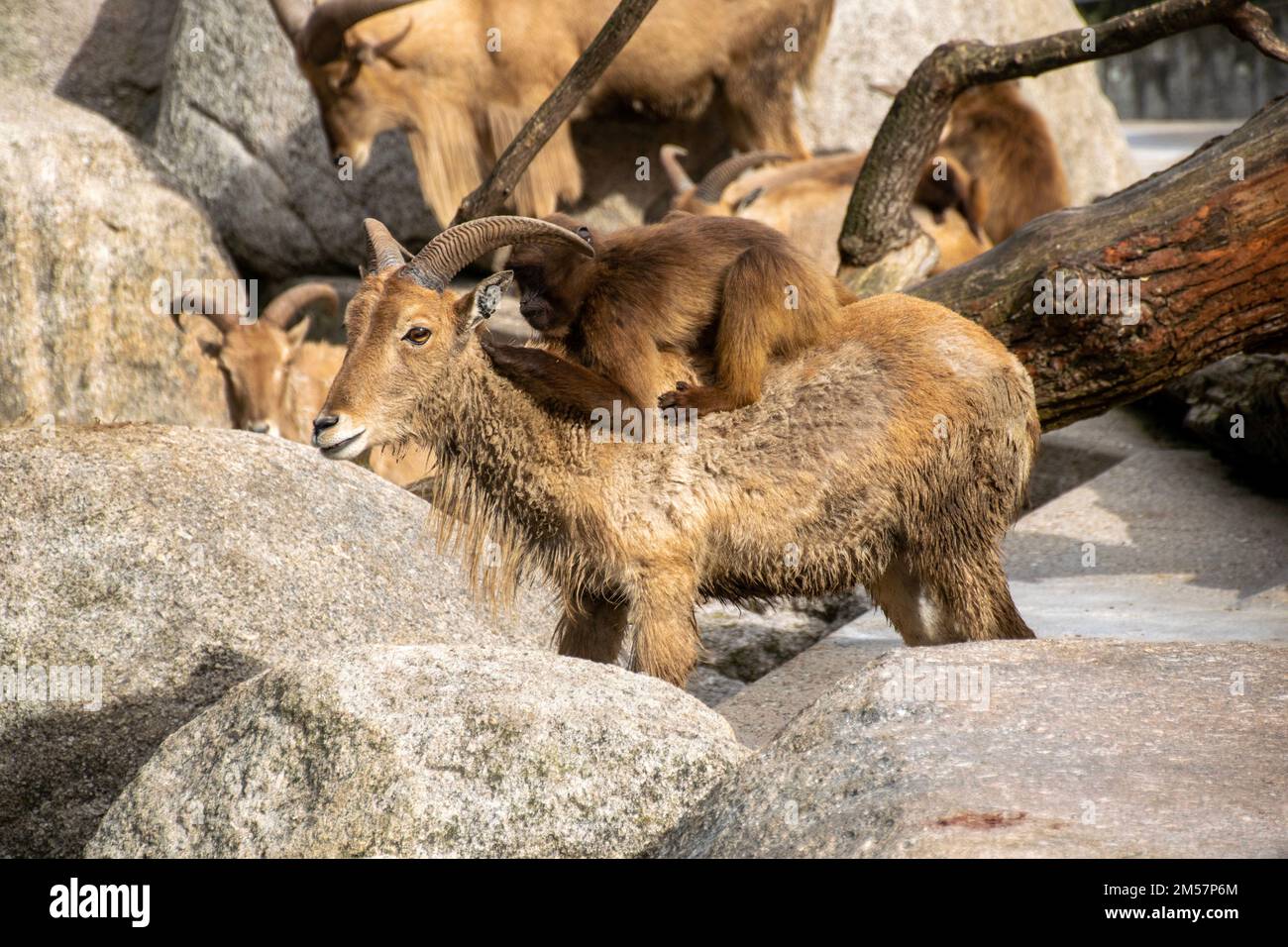Monkey and goat hi-res stock photography and images - Alamy