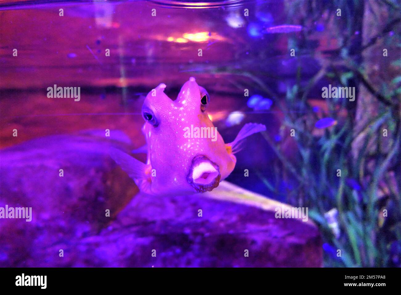 Pink fish hi-res stock photography and images - Alamy