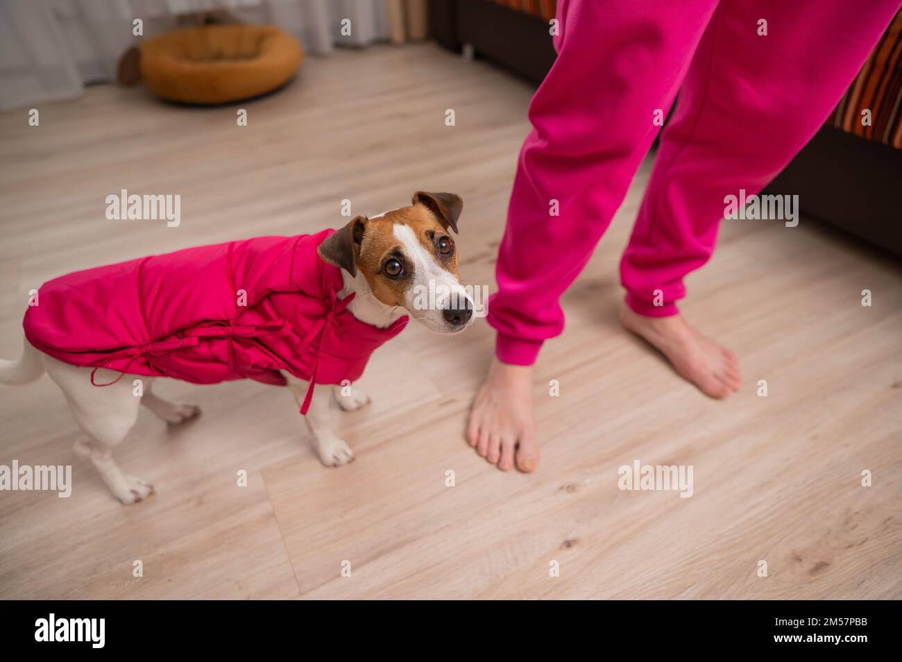 Jack Russell Terrier dog dressed in a pink jacket at the feet of the ...