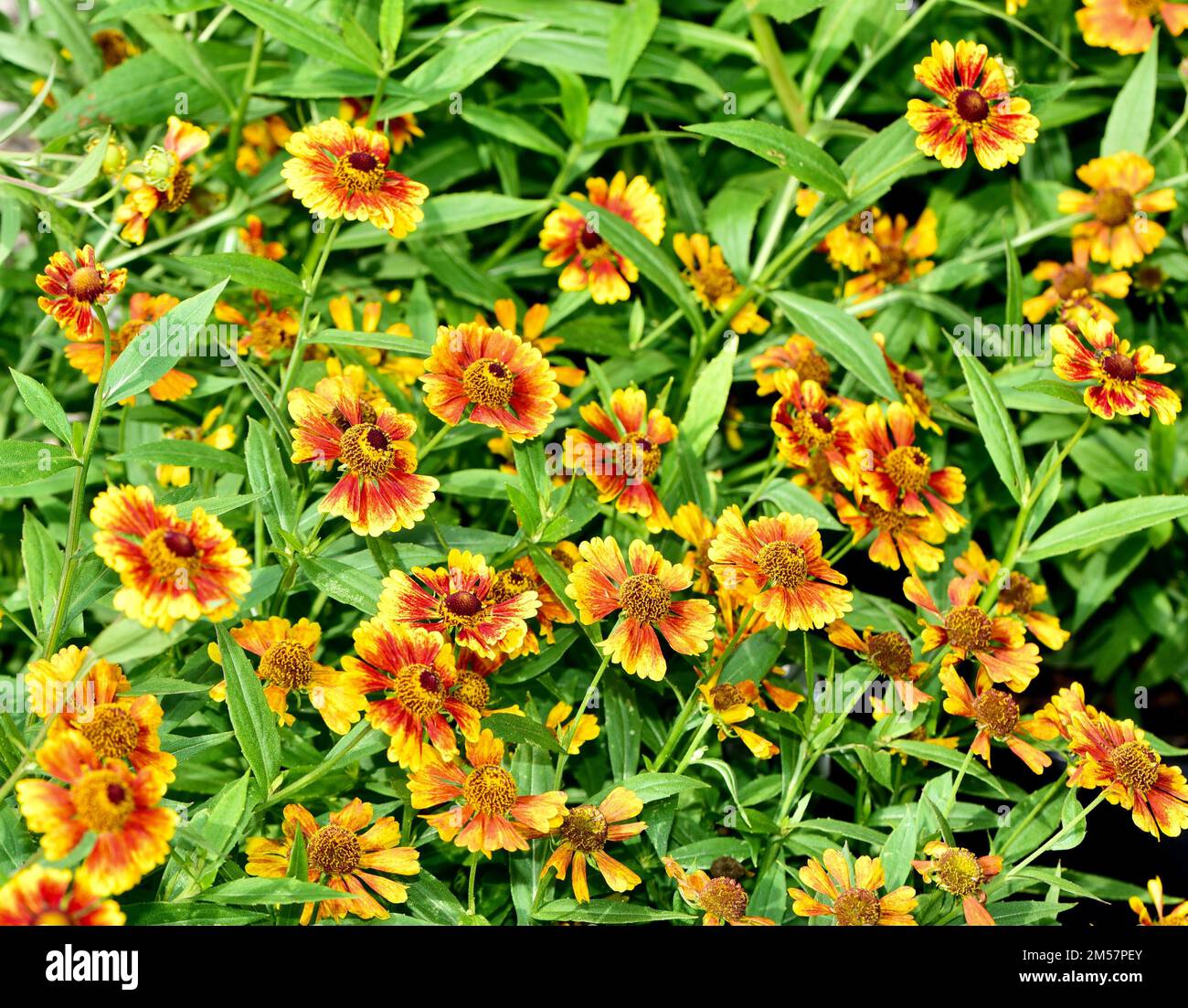 A beautiful view of a Helenium autumnale Salud Embers Sneezeweed in the ...