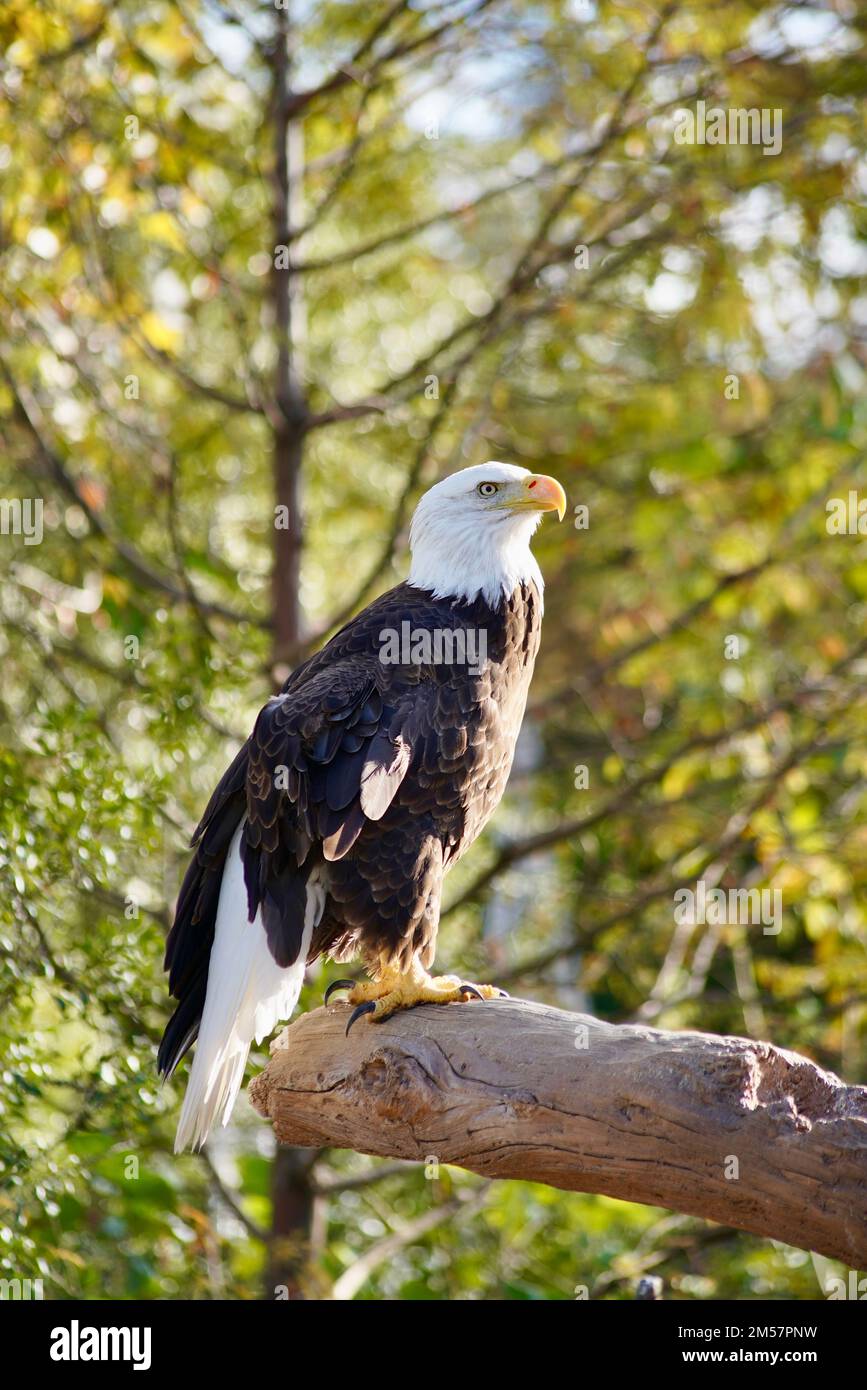 A vertical closeup of a bald eagle perched on a branch of a green tree ...