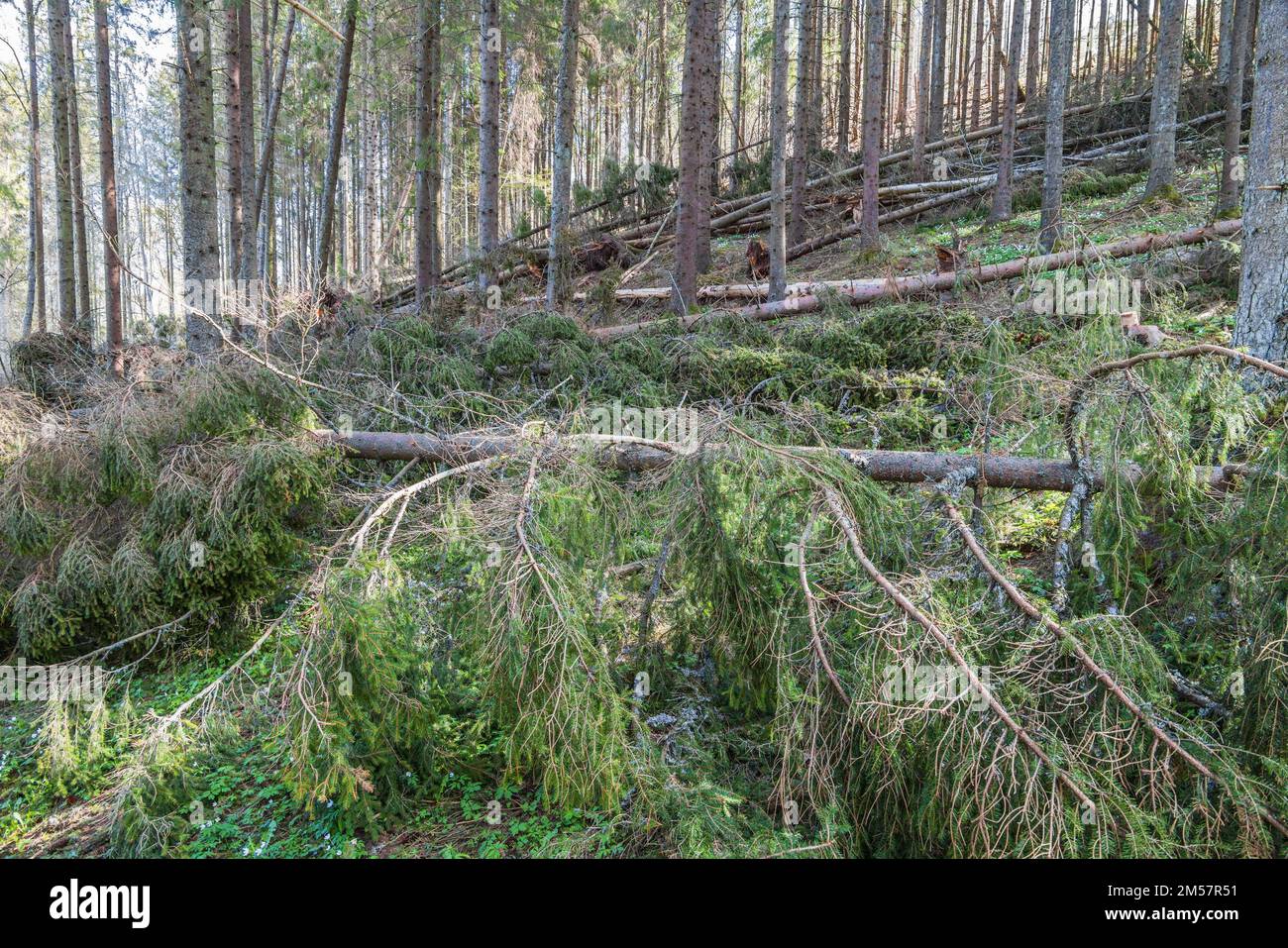 Fallen trees after a storm Stock Photo - Alamy