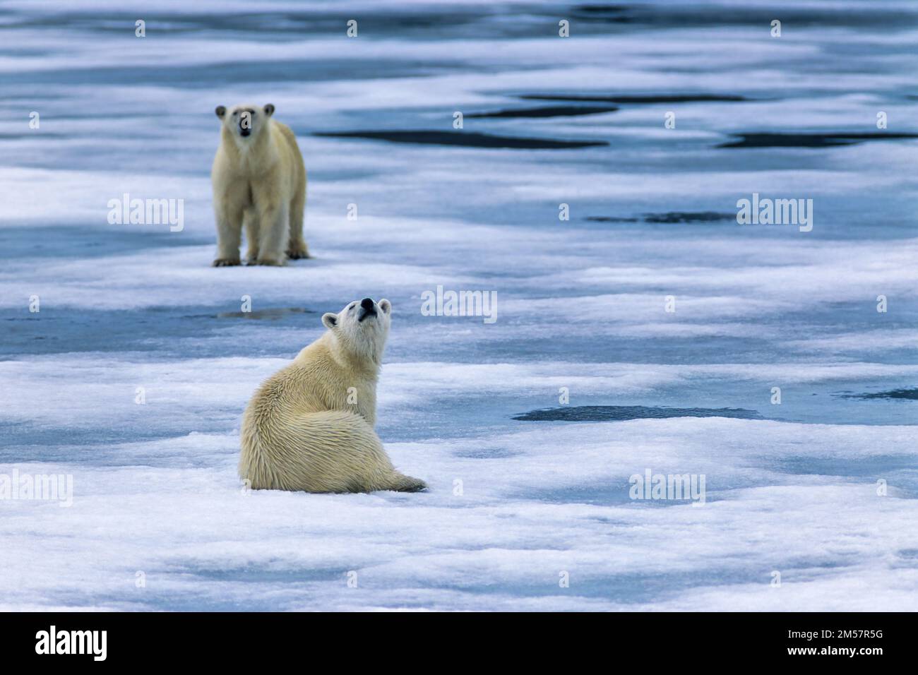 Polar bear sitting on the ice and sniffing in the air Stock Photo - Alamy