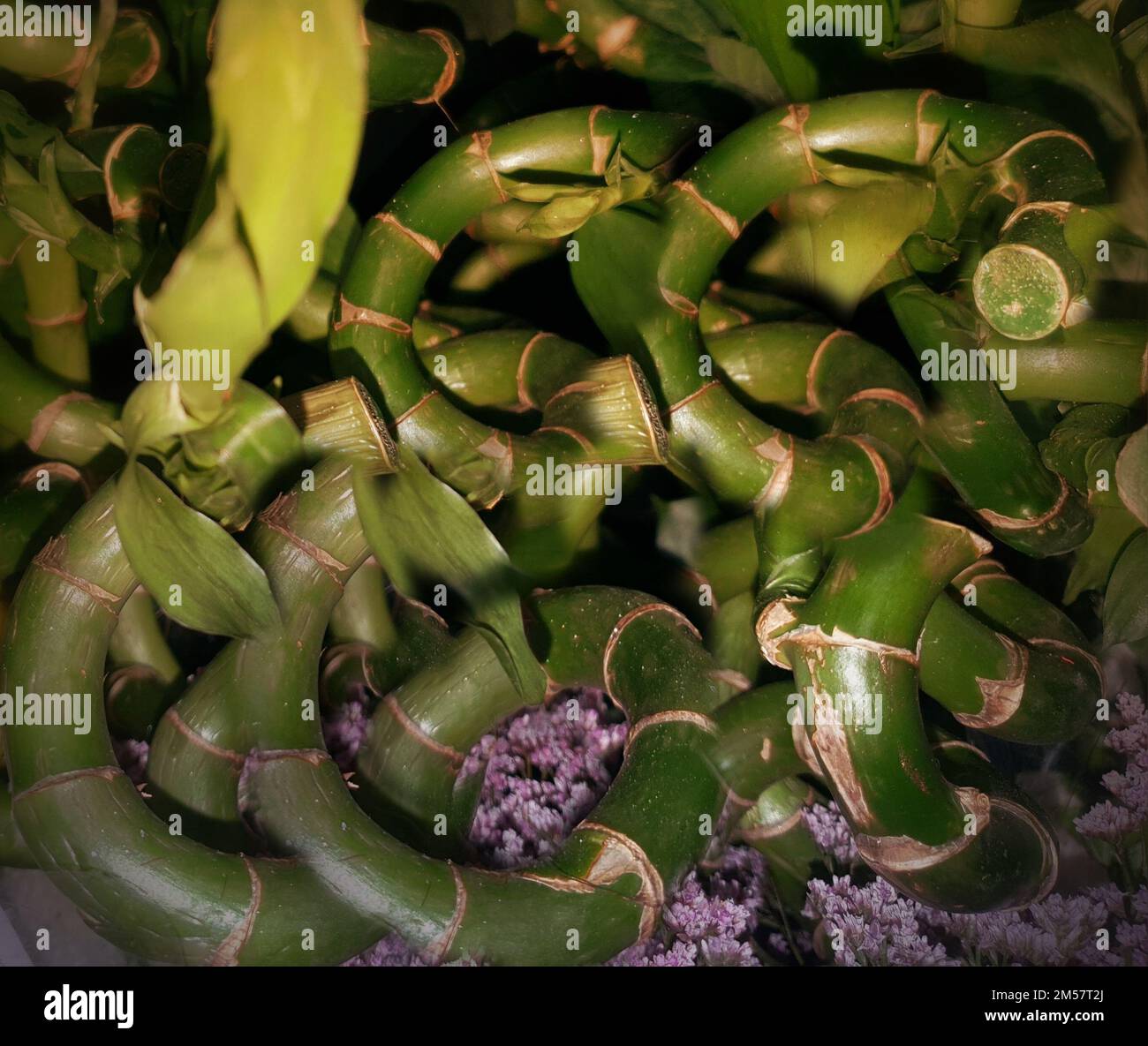 Interconnection in nature hi-res stock photography and images - Alamy