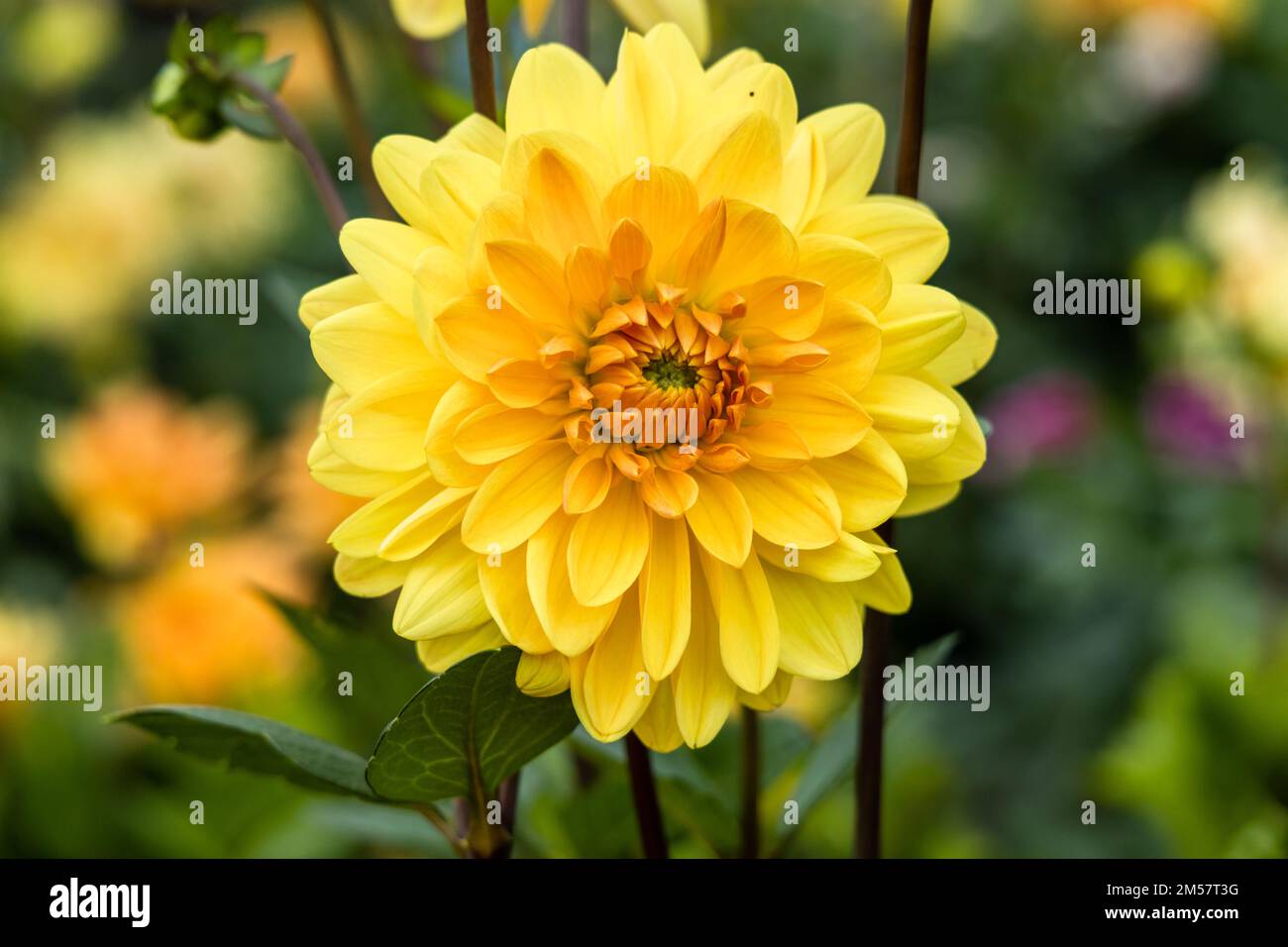 Orange color dahlia hi-res stock photography and images - Alamy