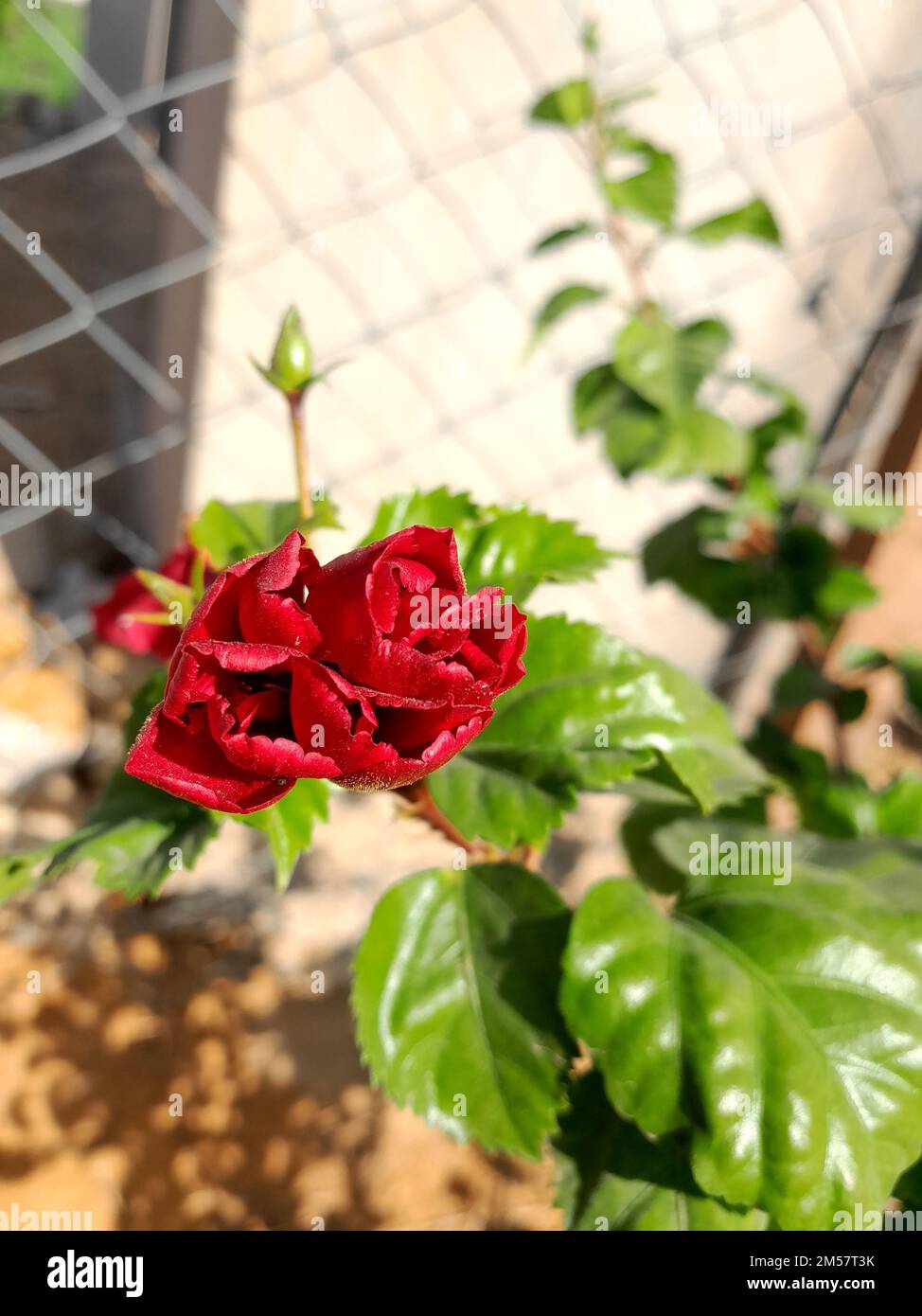 A vertical closeup of a red rose growing in a garden in sunlight Stock ...