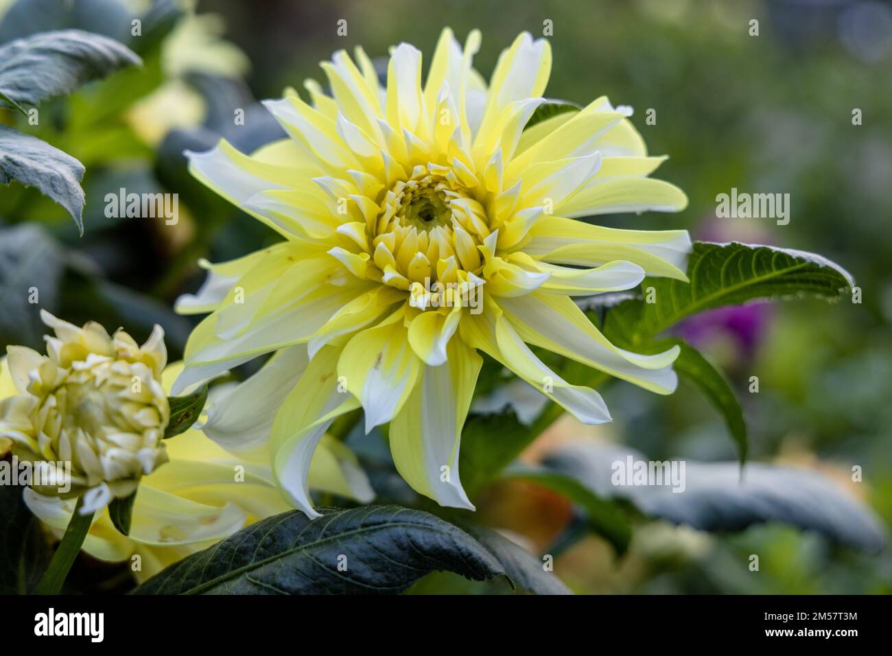 Dahlia yellow and orange flowers in garden Stock Photo - Alamy