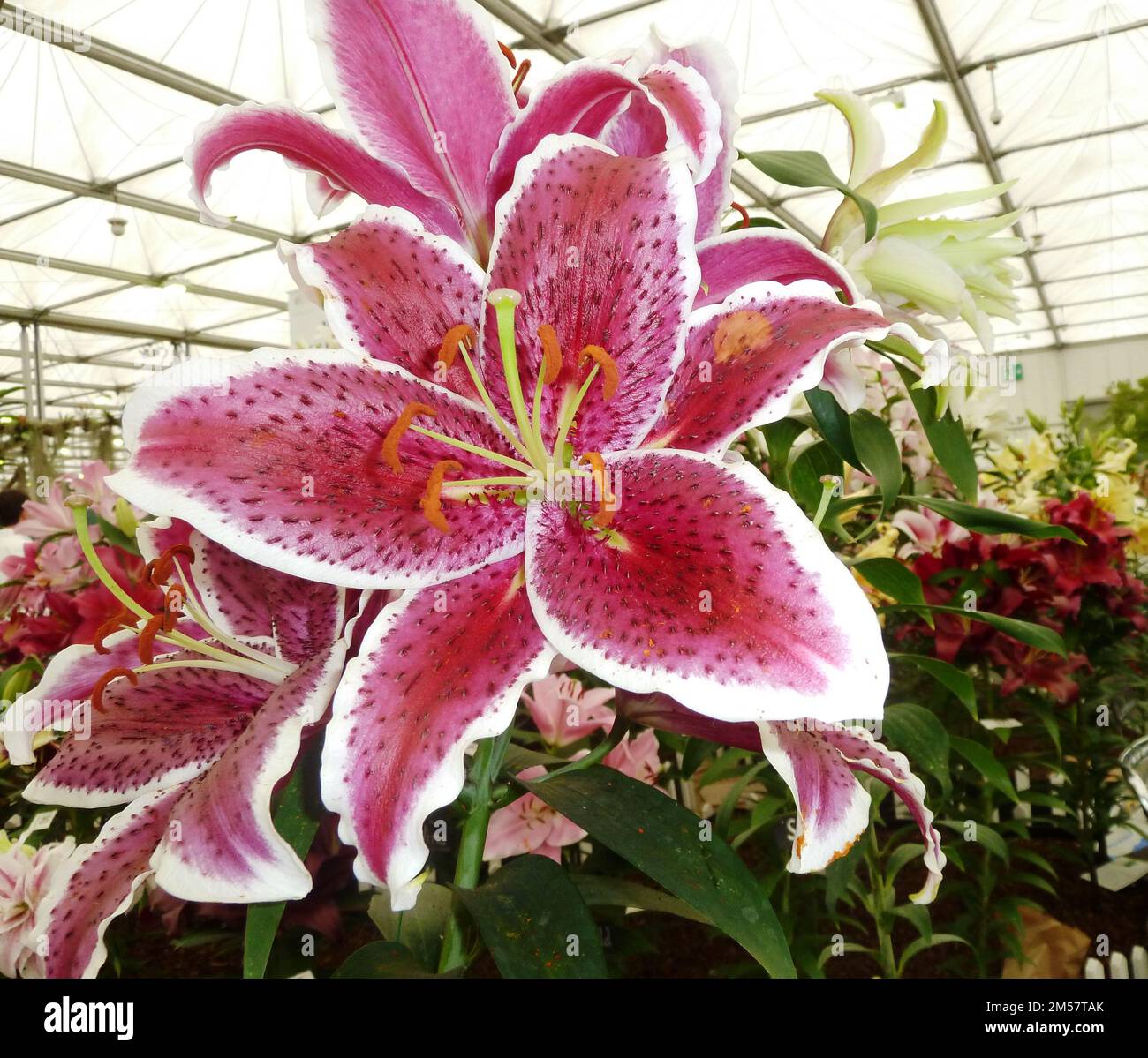 Star shaped lilies hi-res stock photography and images - Alamy