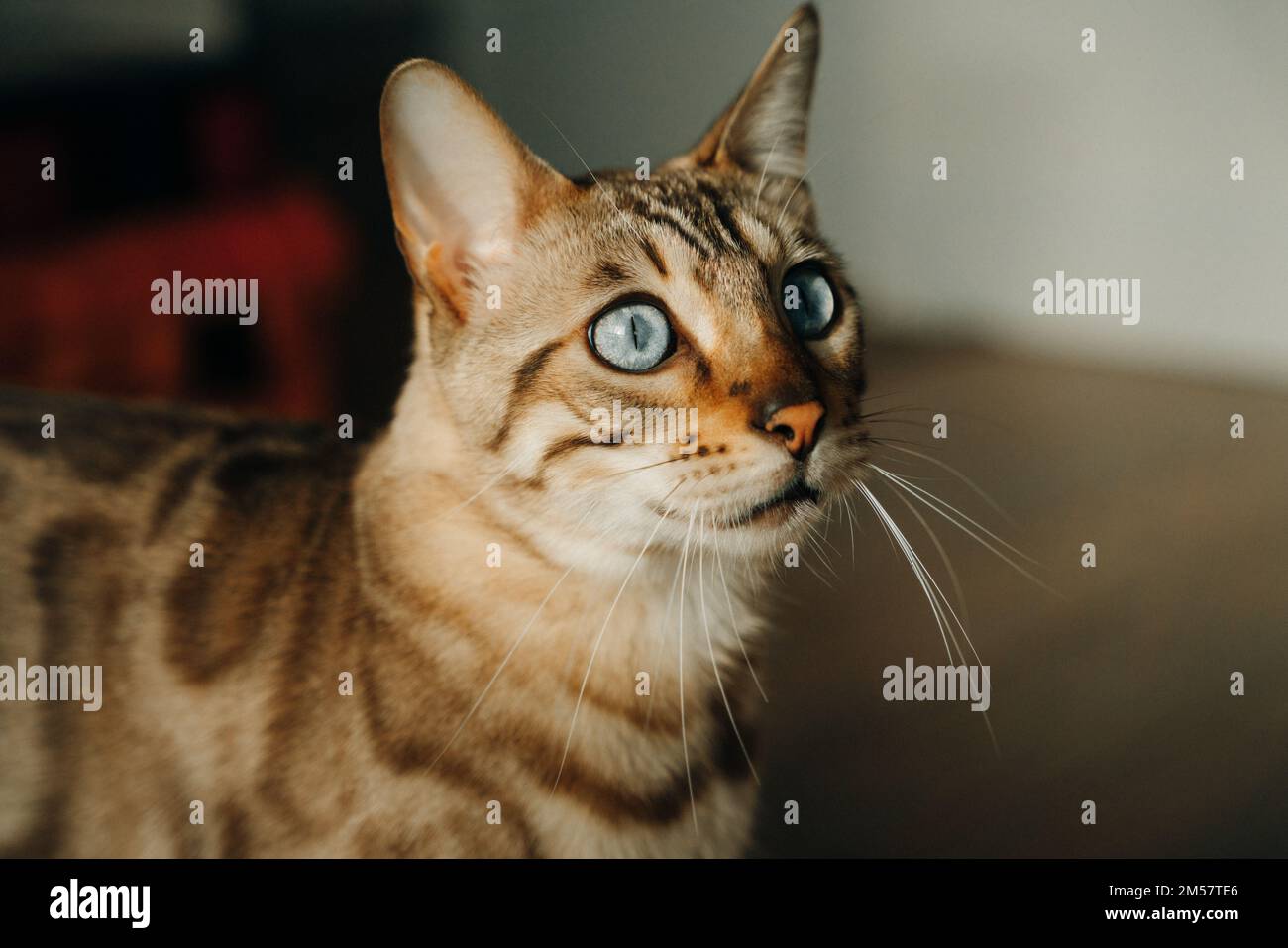 Beautiful stylish Bengal cat. Animal portrait. Playful cat. Bengal cat ...