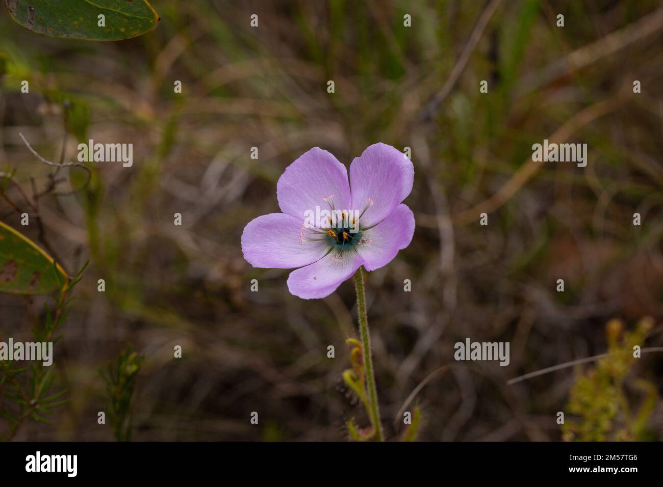 Drosera cistiflora hi-res stock photography and images - Alamy