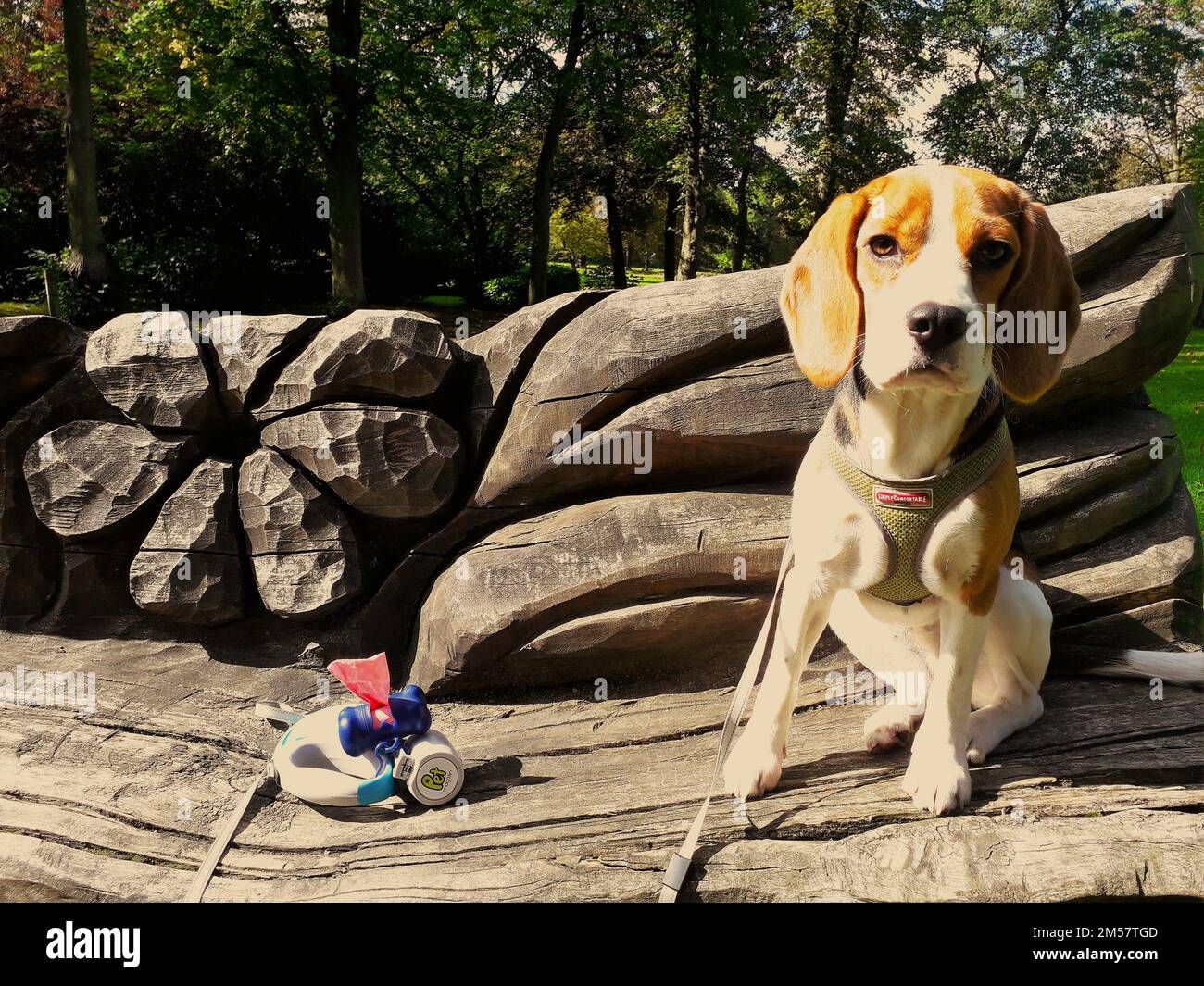 Beagling hare hi-res stock photography and images - Alamy