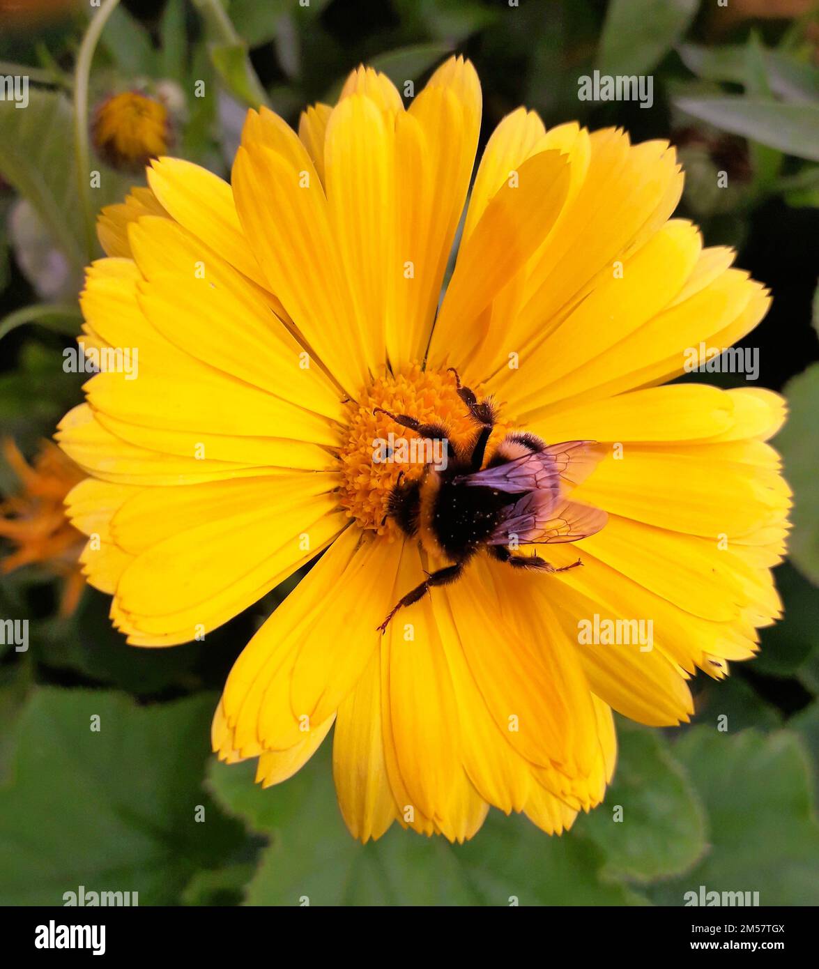 Yellow flower and bee Stock Photo - Alamy