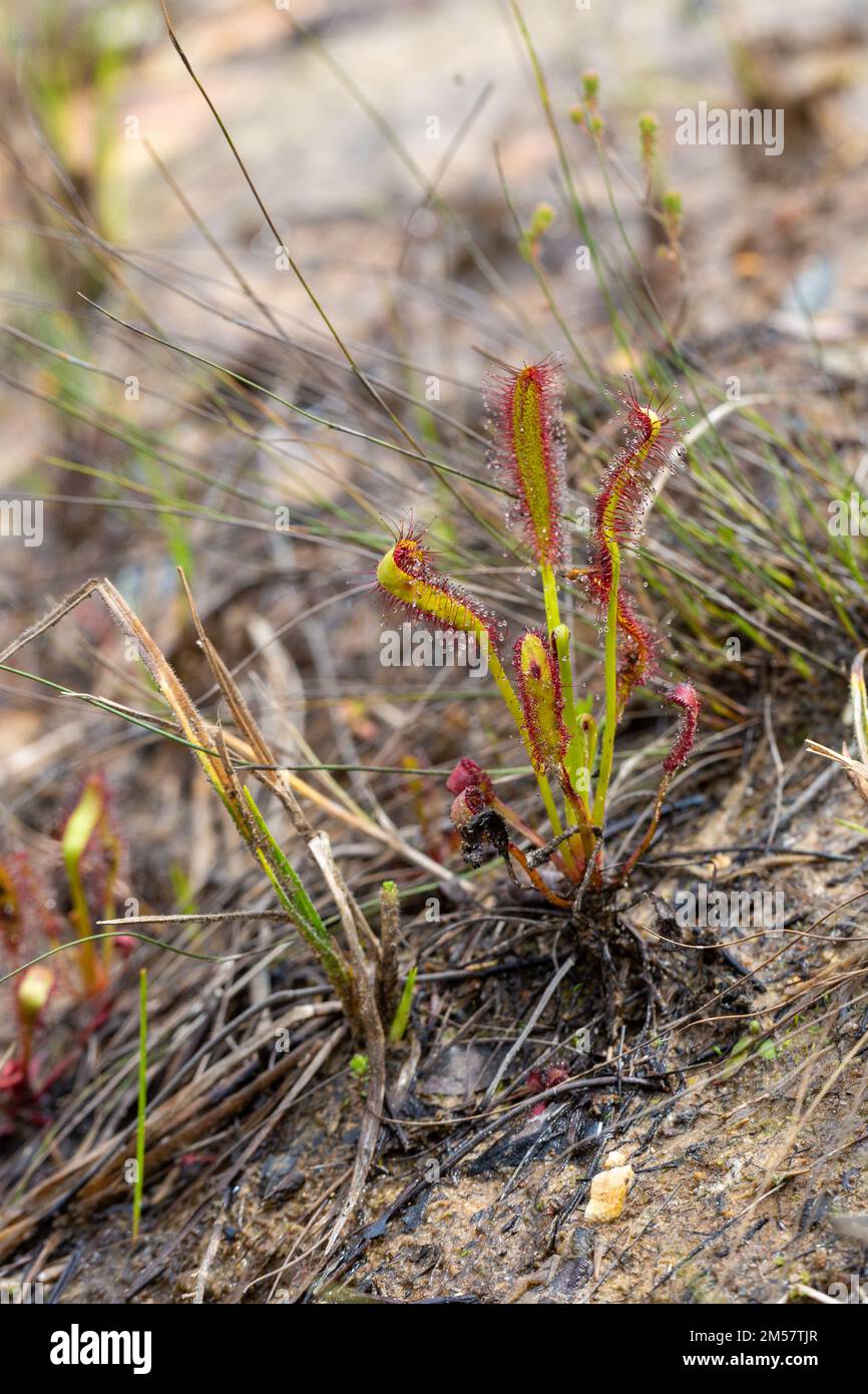 side view of Drosera capensis, the Cape Sundew, taken in natural ...