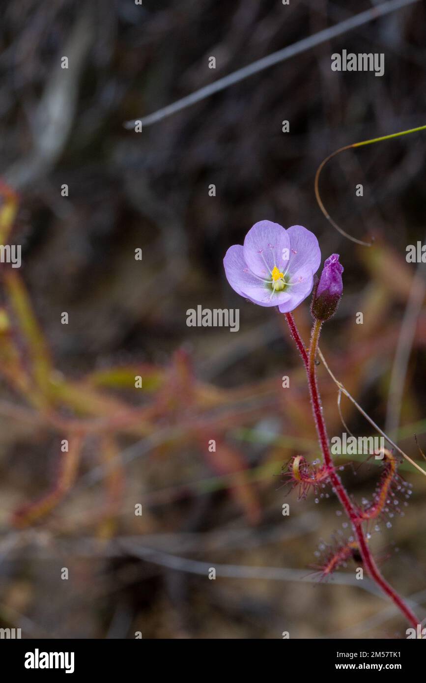 The small flower of the Sundew Drosera liniflora in natural habitat ...