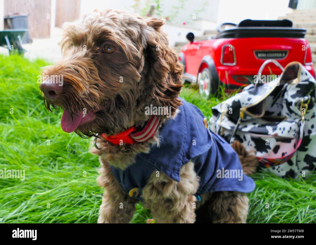 Cockapoo dogs hi-res stock photography and images - Alamy
