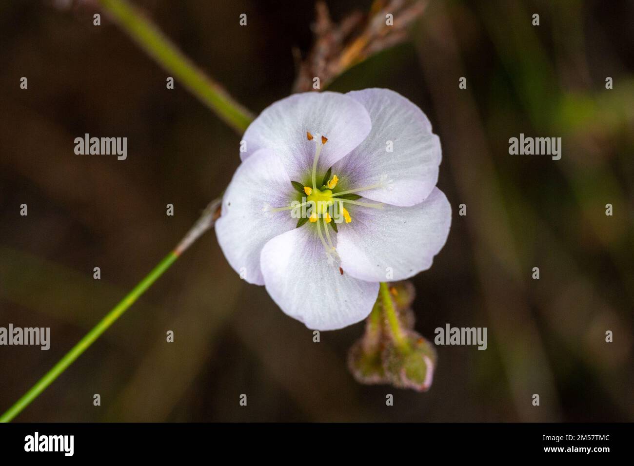 Close-up of the small white flower of Drosera liniflora with blurry ...