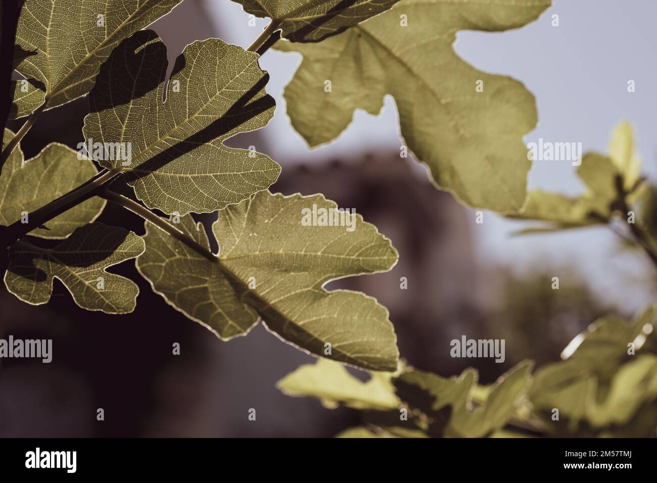 Green fig tree leaves in bright sunlight. Ecological agriculture ...